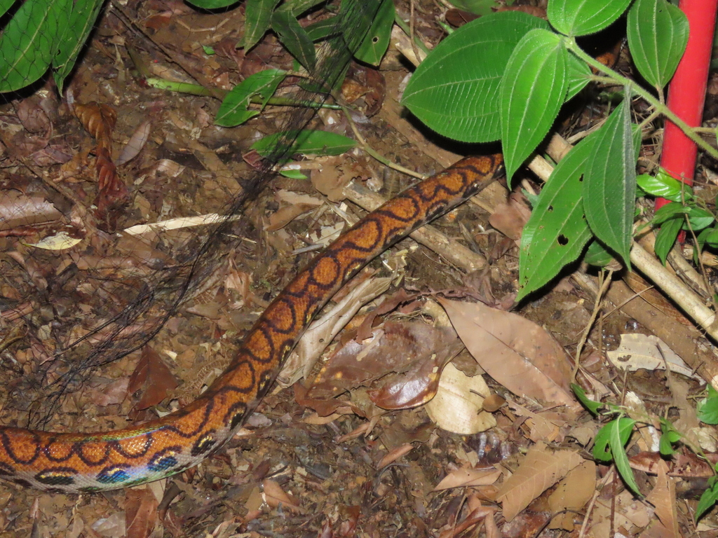 Western Rainbow Boa from Régina 97390, Guyane française on November 20 ...