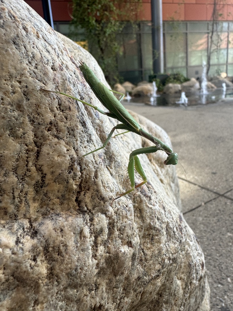 Mediterranean Mantis from Harding St, Los Angeles, CA, US on December 5 ...