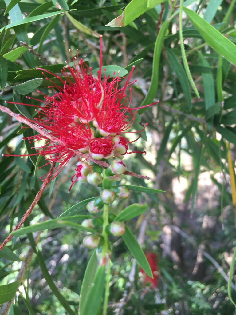bottlebrushes from 13th Avenue, Kleinmond, WC, ZA on November 27, 2023 at 08:20 AM by janmomsen ...