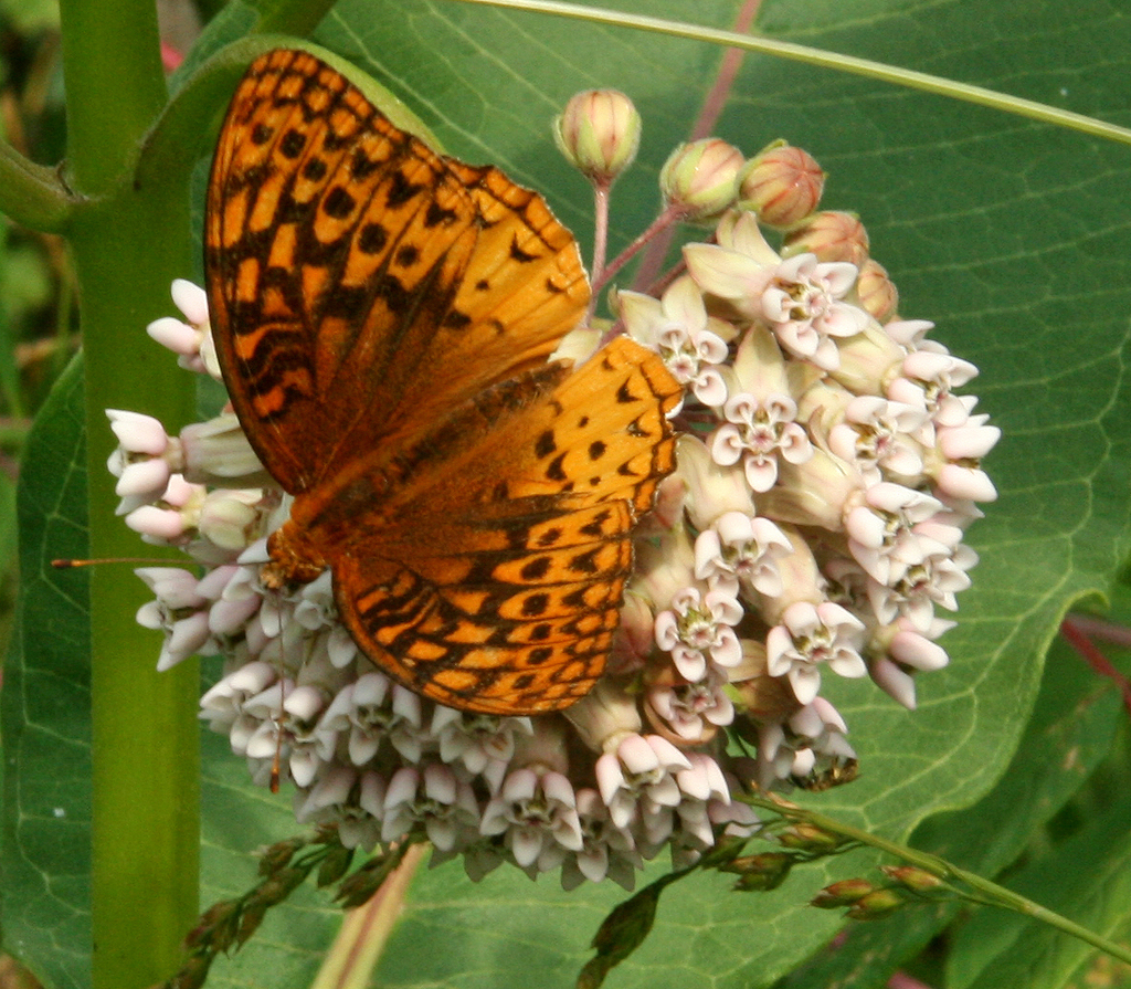 Great Spangled Fritillary from Grayson County, VA, USA on June 27, 2011 ...