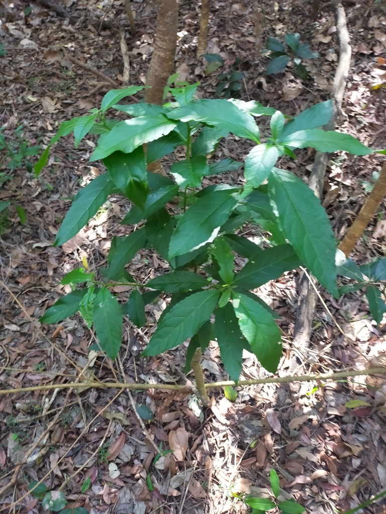 Claoxylon australe from Iluka NSW 2466, Australia on November 25, 2023 at 05:08 PM by cesdamess ...