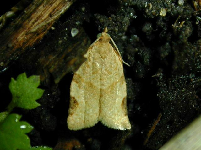 Greenish Apple Moth from Alley Park, Queens, NY, USA on May 13, 2000 at ...