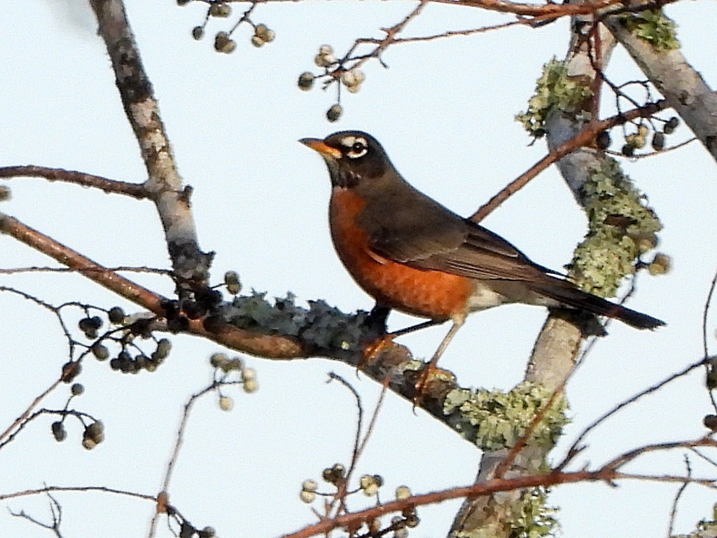 American Robin from George Bush Park/Eldridge, Houston, TX, USA on ...