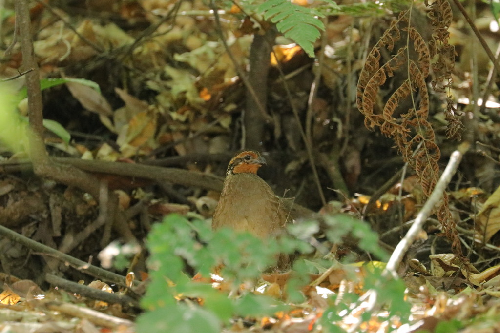 Singing Quail from Unnamed Road, Nayarit, Mexico on March 25, 2019 at ...