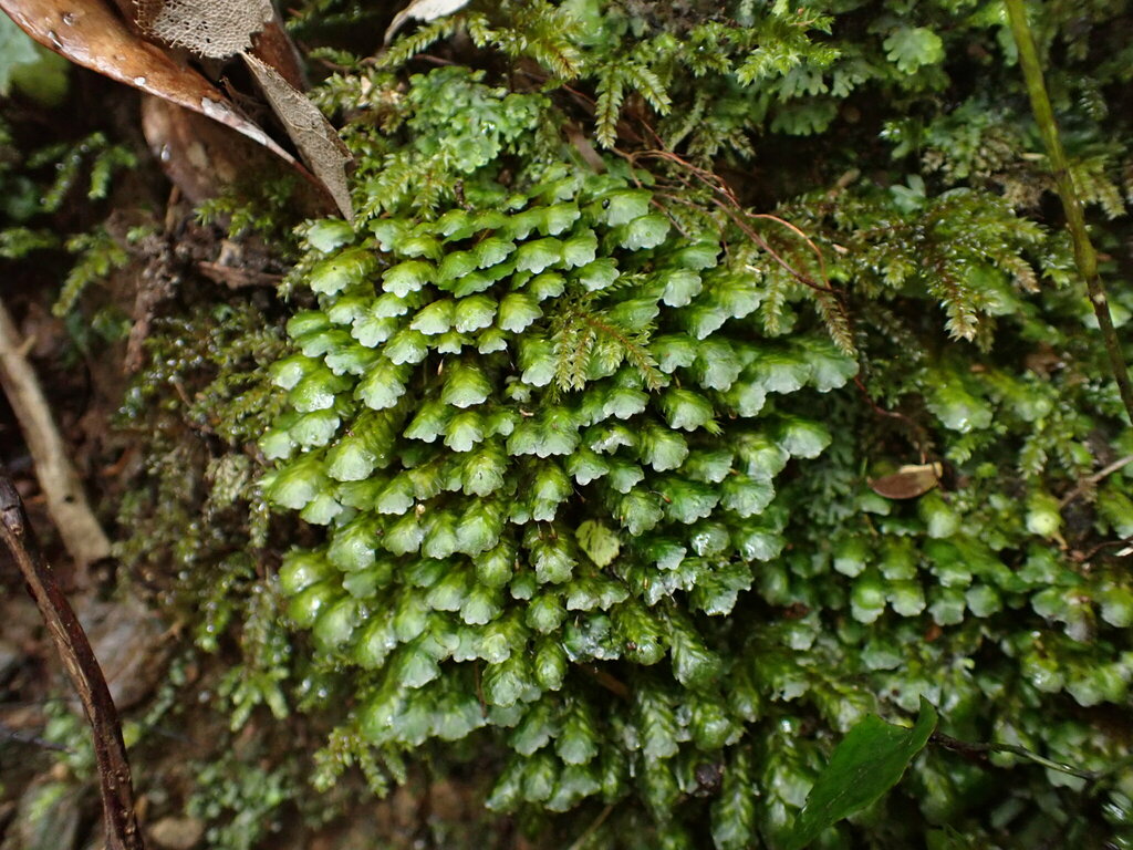 Distichophyllum microcarpum in November 2023 by Marley Ford. Streamside ...