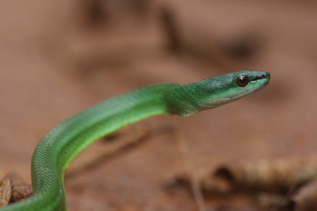 Common Green Racer from Saint-Georges 97313, Guyane française on March ...
