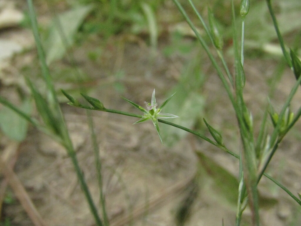 Toad rush from Concepcion, Bío Bío, Chile on December 5, 2023 at 10:20 ...