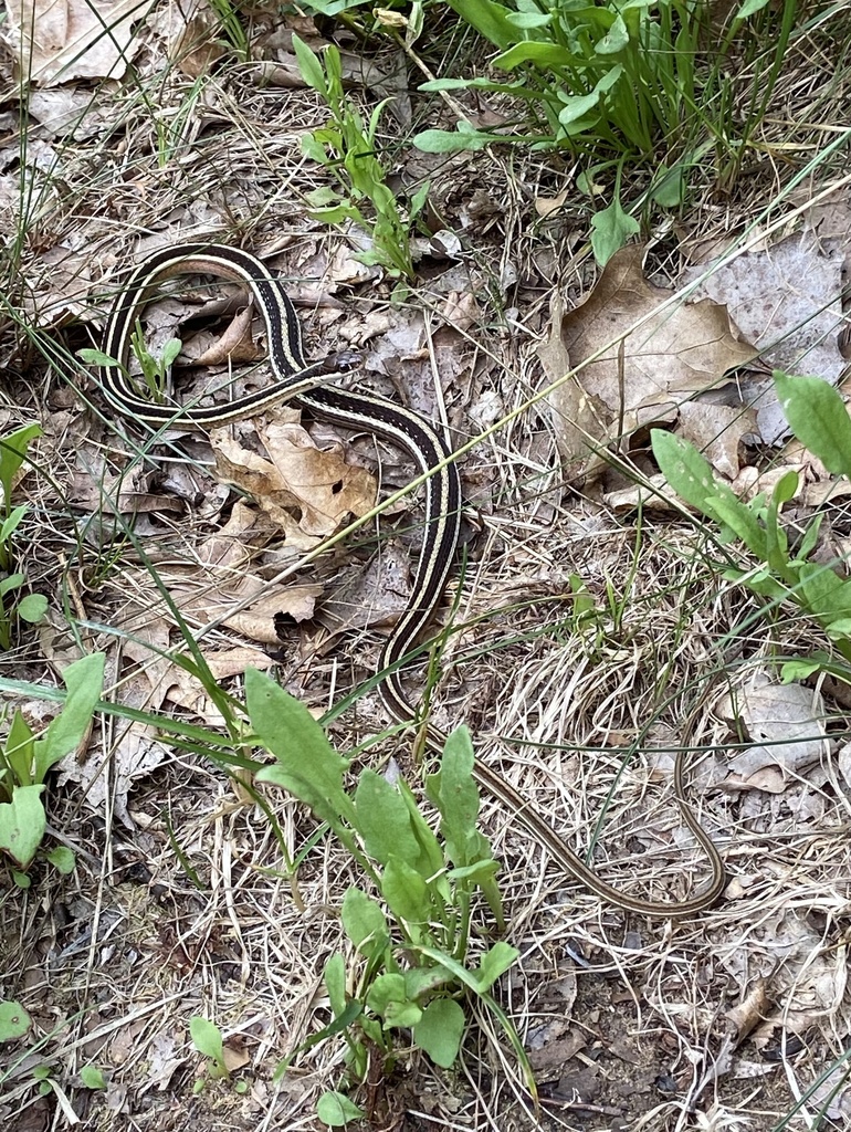Northern Ribbon Snake in July 2023 by riversandroads · iNaturalist