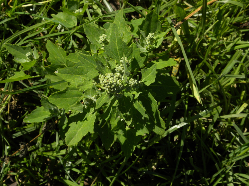 Common Lambsquarters from Vereda Mochuelo Alto, Cdad. Bolívar, Bogotá ...