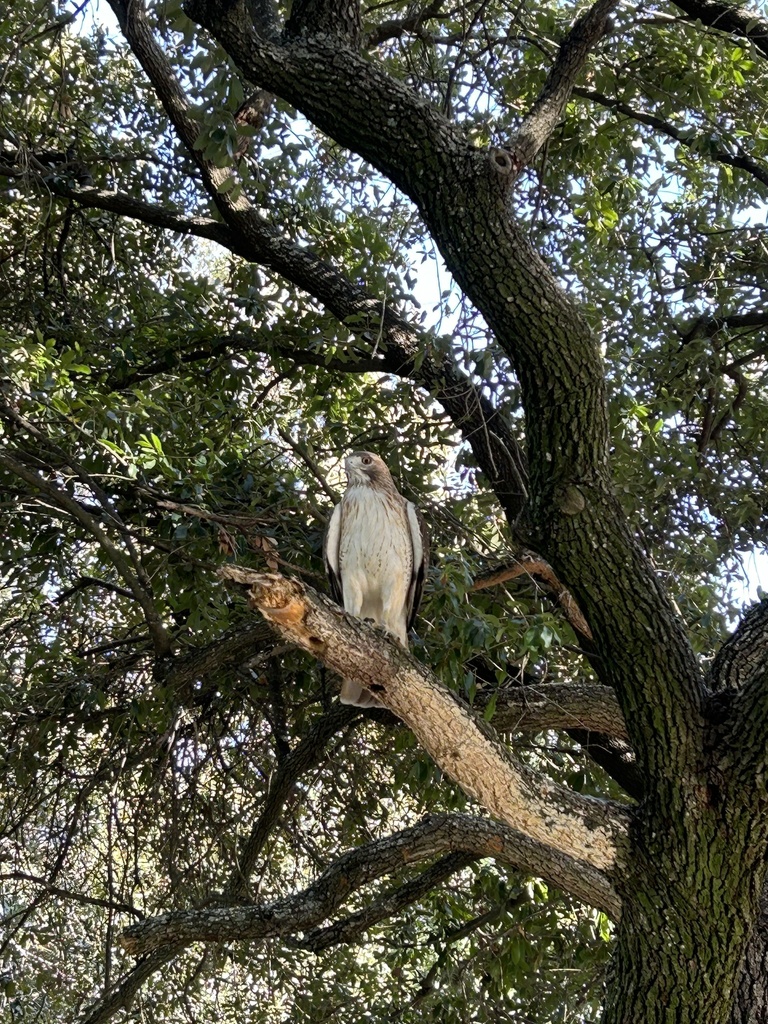Red-tailed Hawk from Rice University, Houston, TX, US on December 5 ...