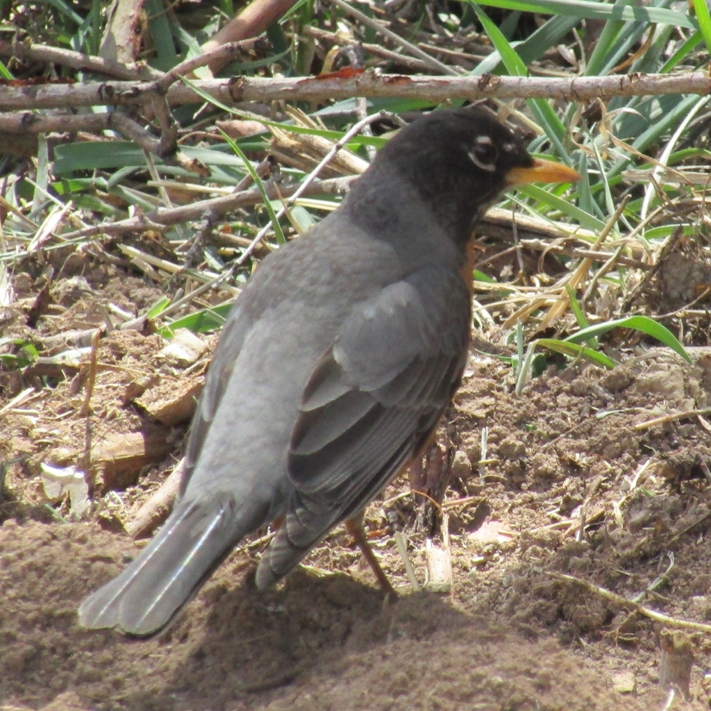 American Robin in April 2023 by Donald Pipkin · iNaturalist
