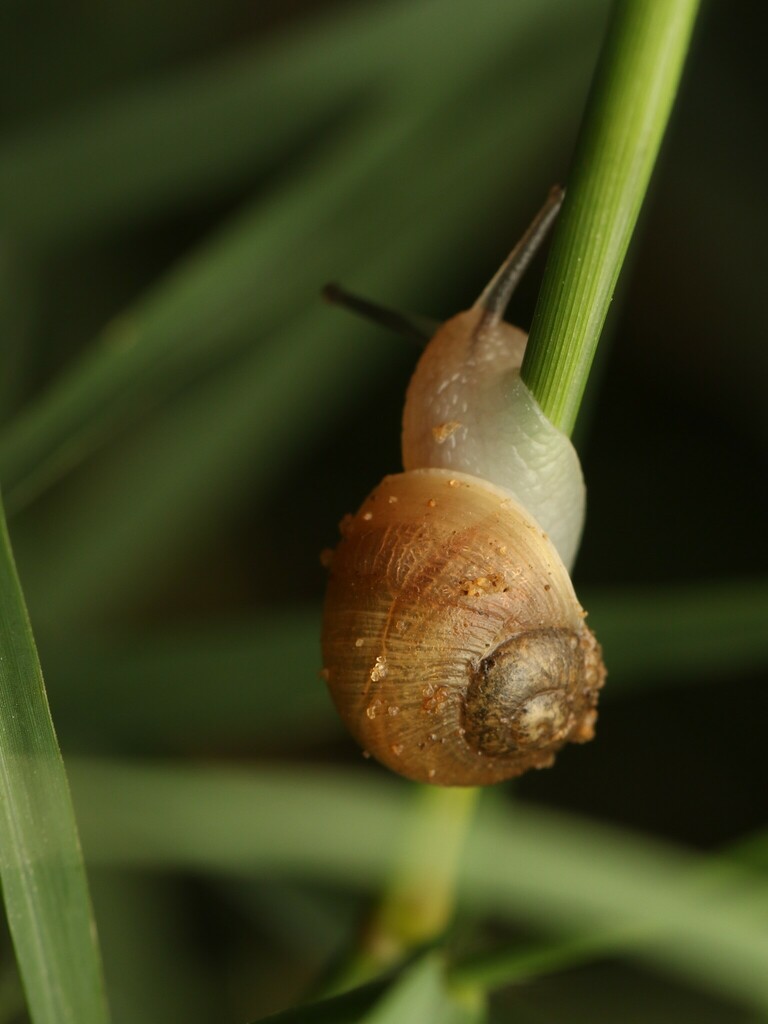 Levantine Field Snail from הירקון, בני ברק, ישראל on December 2, 2023 ...