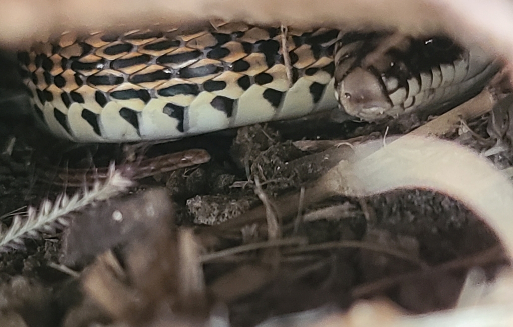 Mexican Patchnose Snake from Manzanillo, Col., México on December 5 ...