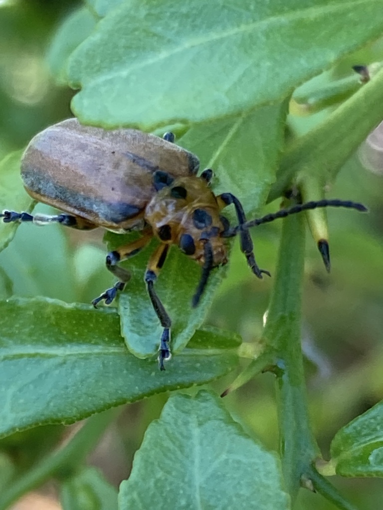 Figleaf Beetle from Burraneer Rd, Coomba Park, NSW, AU on December 6 ...