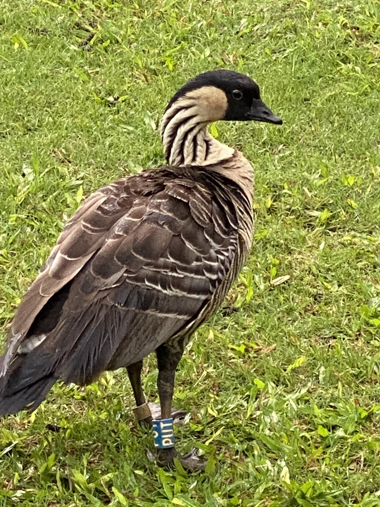 Hawaiian Goose from Kauaʻi, Princeville, HI, US on December 5, 2023 at ...