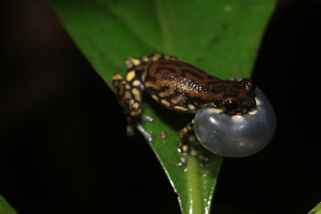 Tukeit Hill Frog from Roura 97352, Guyane française on November 30 ...