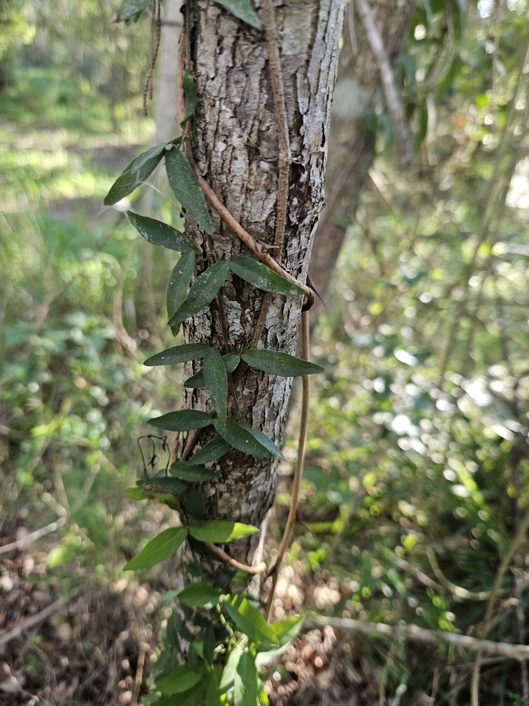 Catclaw vine from Jimboomba QLD 4280, Australia on December 6, 2023 at ...