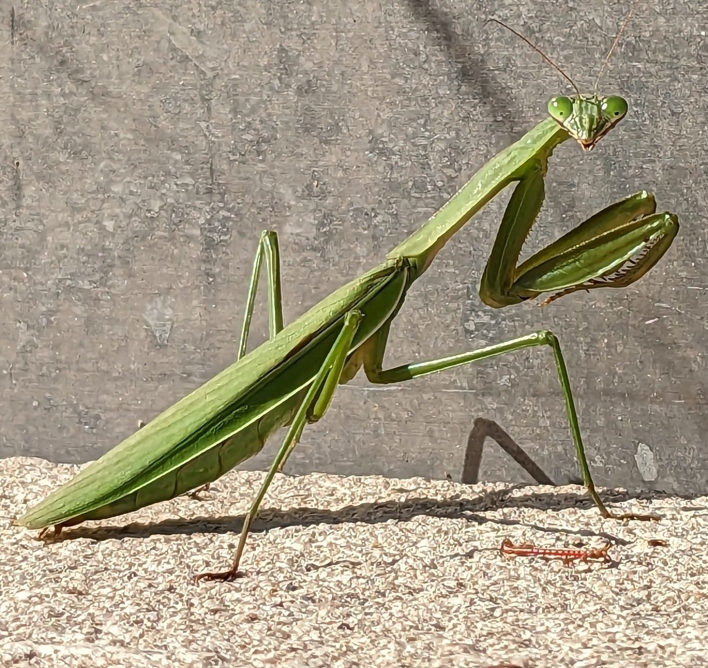 Chinese Mantis from West Loop Gate, Chicago, IL, USA on October 17 ...