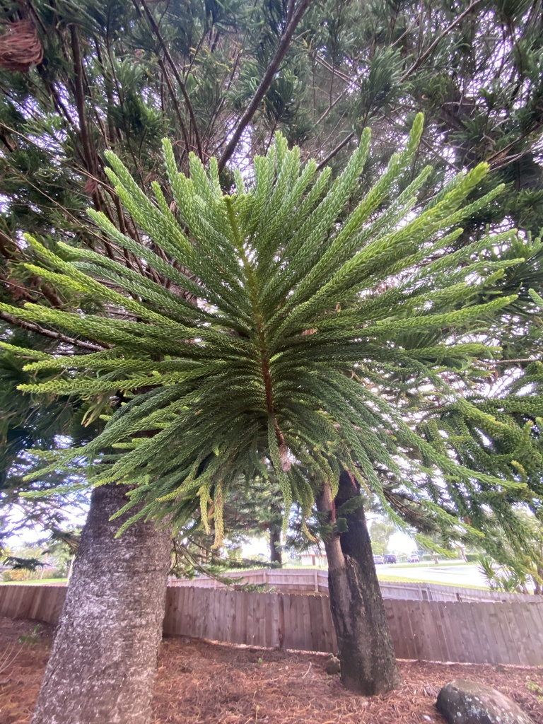 Cook pine from Kauaʻi, Princeville, HI, US on December 5, 2023 at 07:51 ...