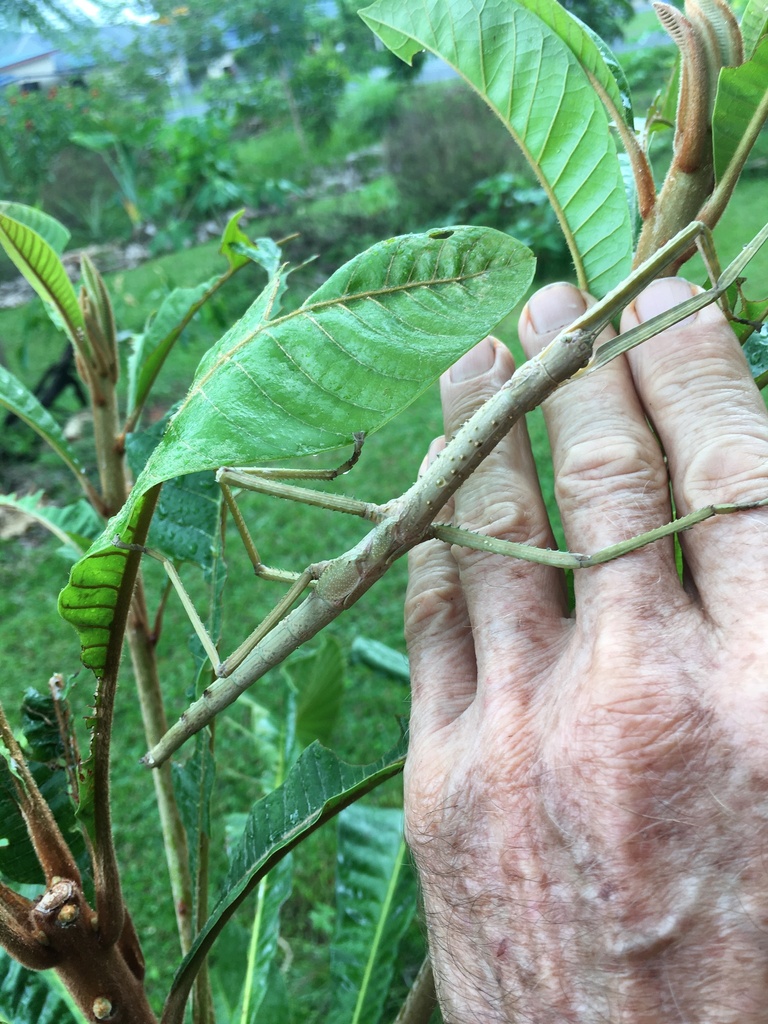 Strong Stick Insect from McQuillen St, Tully, QLD, AU on December 6 ...
