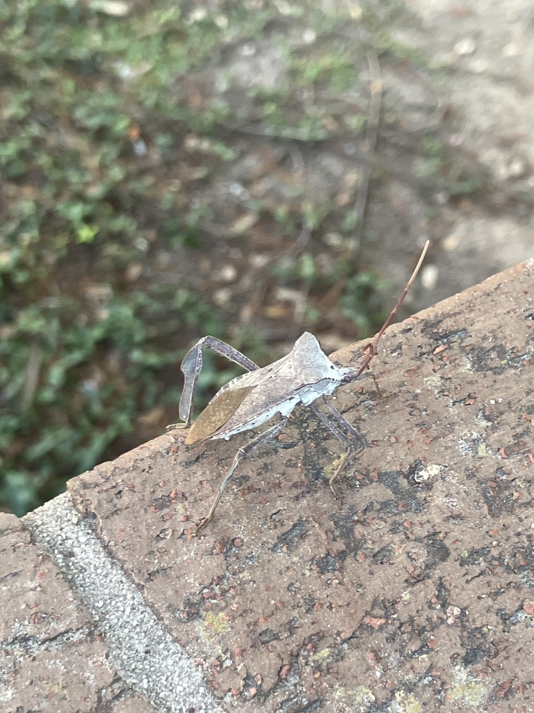 Giant leaf-footed bug from Texas A&M University, College Station, TX ...