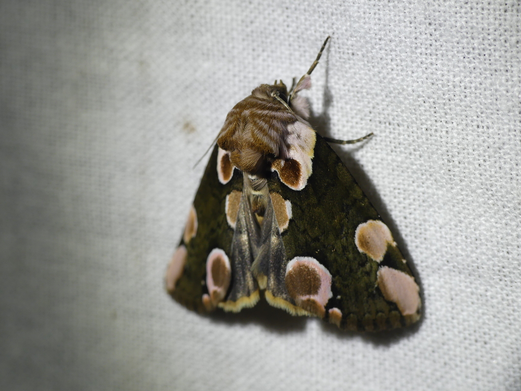 Peach Blossom Moth from West Siang on March 19, 2019 at 09:27 AM by ...