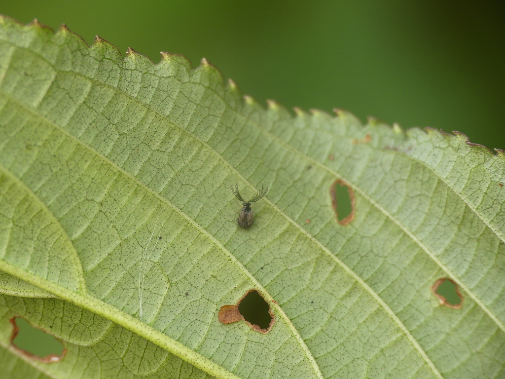 Water Penny Beetles from West Siang on March 18, 2019 at 04:18 AM by ...