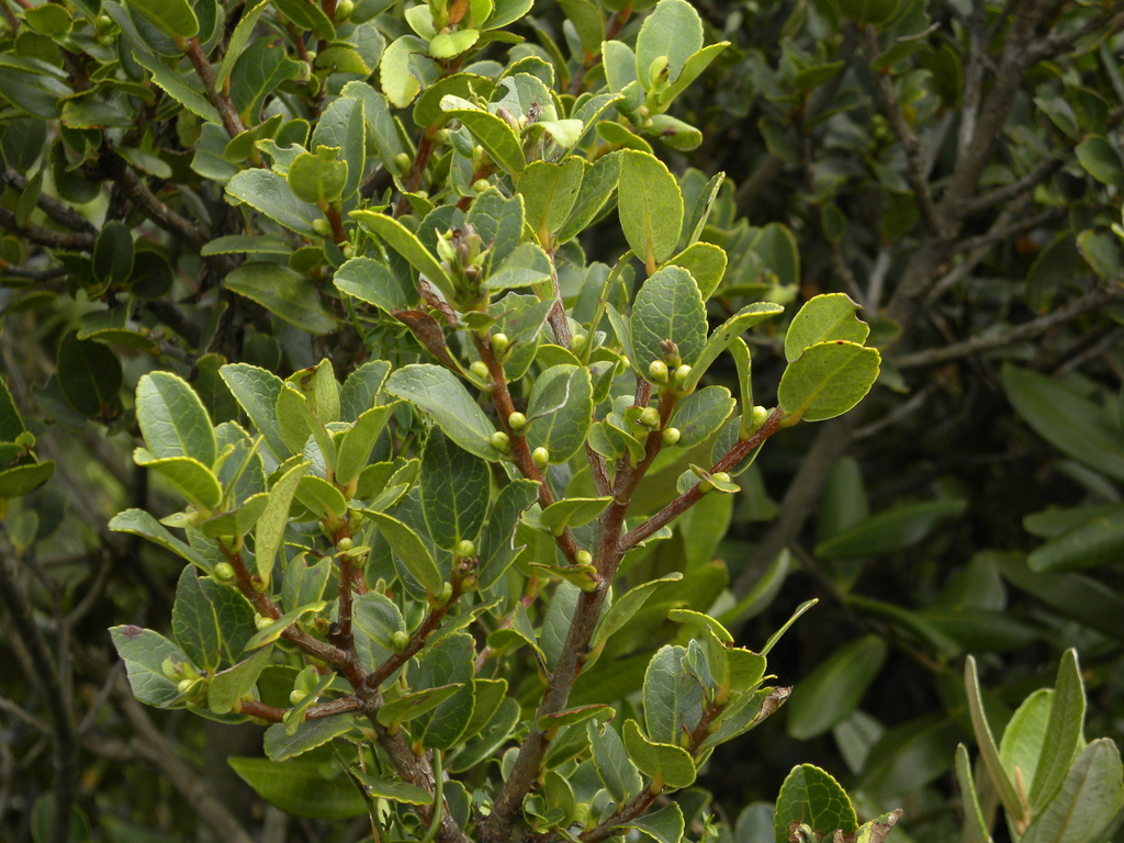 Symplocos theiformis from Cdad. Bolívar, Bogotá, Colombia on December 2 ...