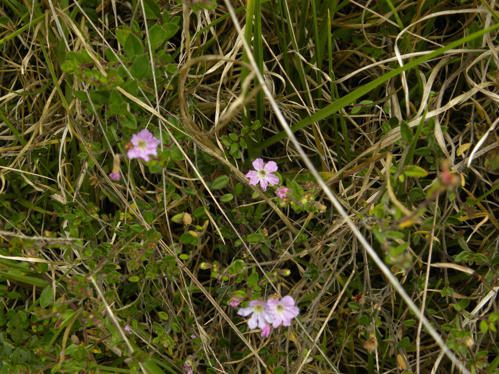 Cuphea ciliata from Cdad. Bolívar, Bogotá, Colombia on December 2, 2023 ...