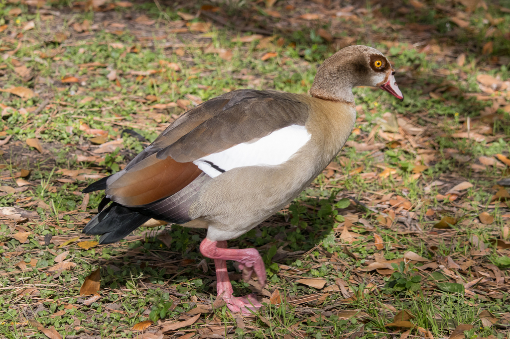 Egyptian Goose from Houston Museum District, Houston, TX, USA on ...