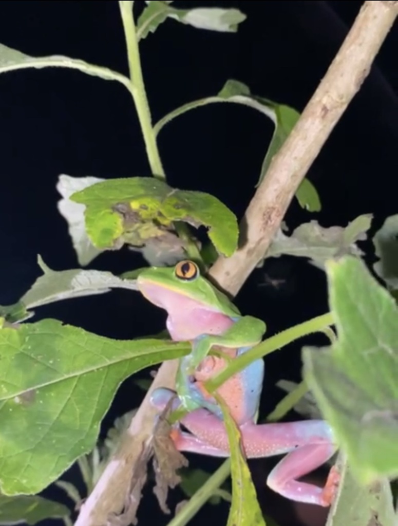 Blue-sided Tree Frog in November 2023 by estefaniaac · iNaturalist