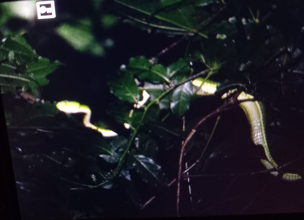 Side-striped palm pit viper from 855V+76J, Puntarenas Province ...