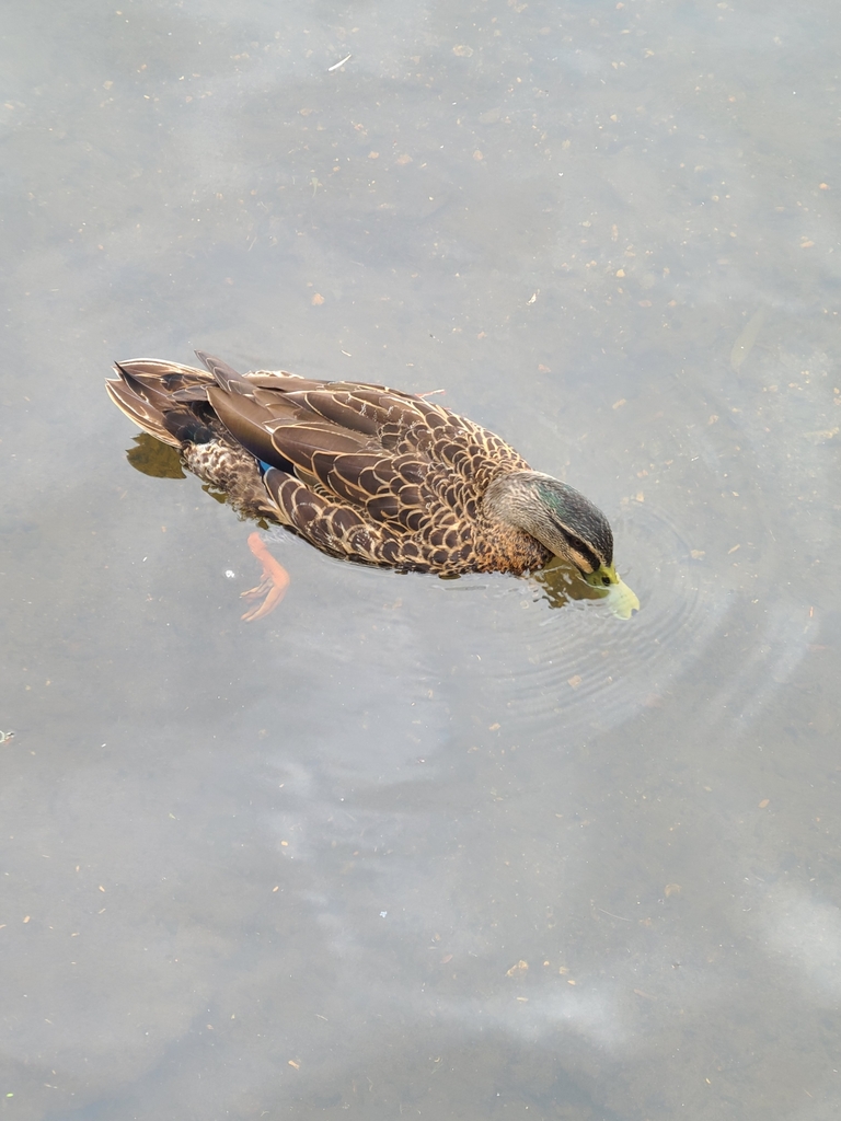 Pacific Black Duck × Mallard from Emerald VIC 3782, Australia on ...
