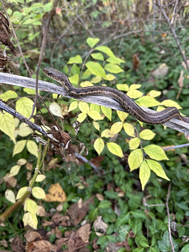Common Garter Snake from Virginia Ave, Cincinnati, OH, US on October 26 ...