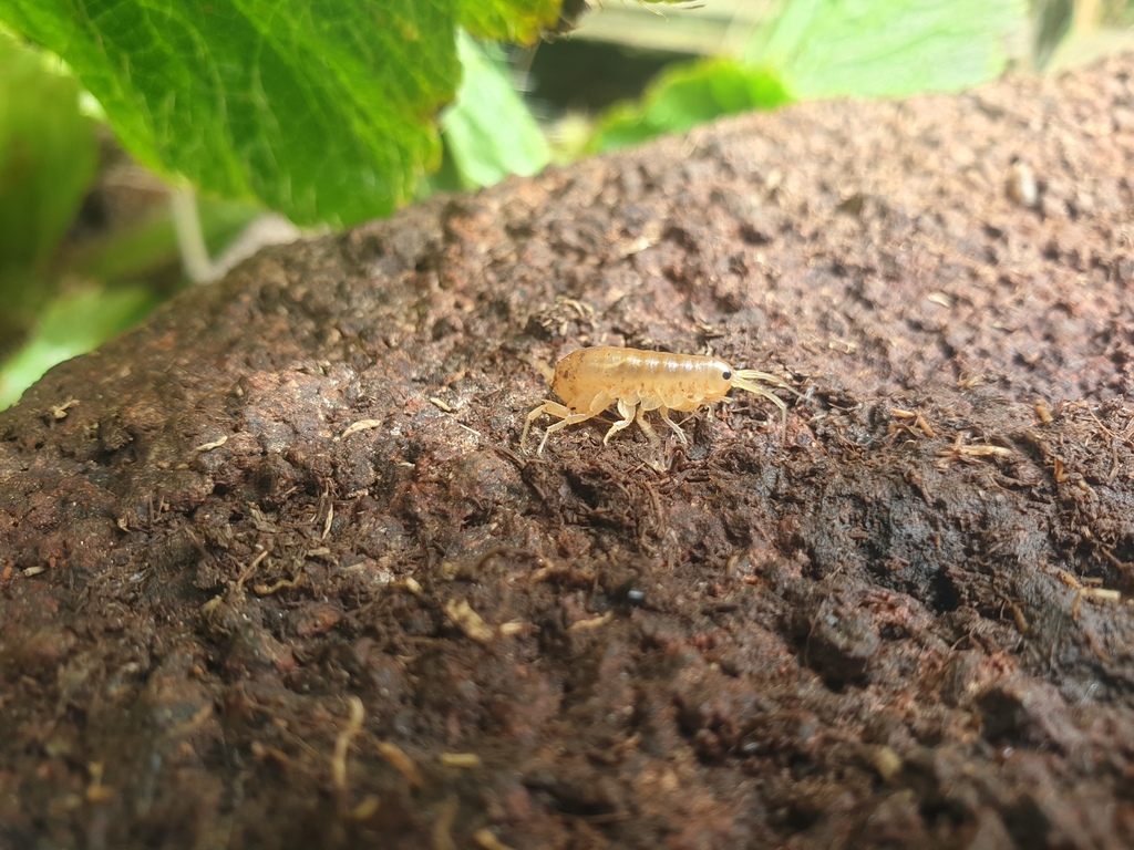 Terrestrial Amphipods from Antipodes Islands Nature Reserve, Antipodes ...