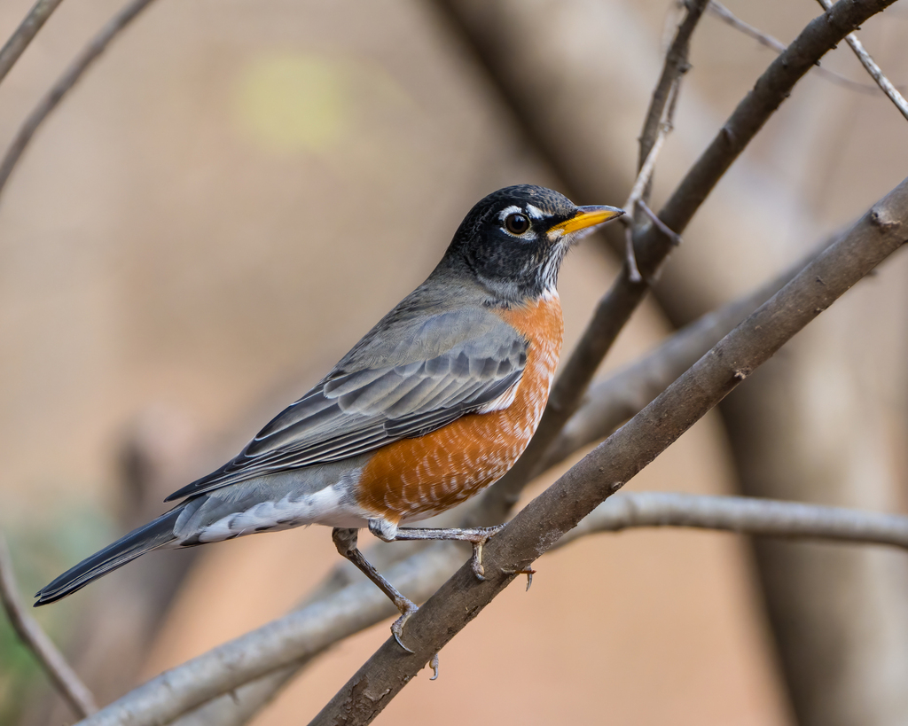 American Robin from Reston, VA, USA on December 5, 2023 at 10:58 AM by ...