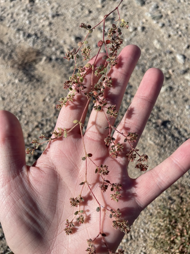 Yuma Sandmat from Blythe, CA, US on December 5, 2023 at 10:22 AM by ...