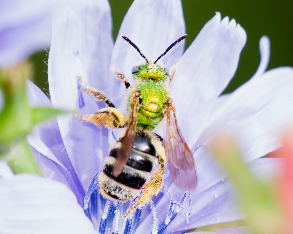 Bicolored Striped Sweat Bee from Bryn Mawr, Minneapolis, MN, USA on ...
