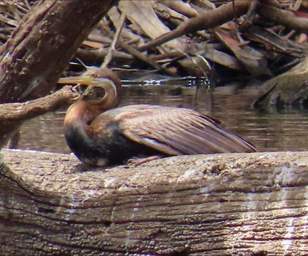 Australasian Darter from Kangaroo Island, D'Estrees Bay, SA, AU on ...