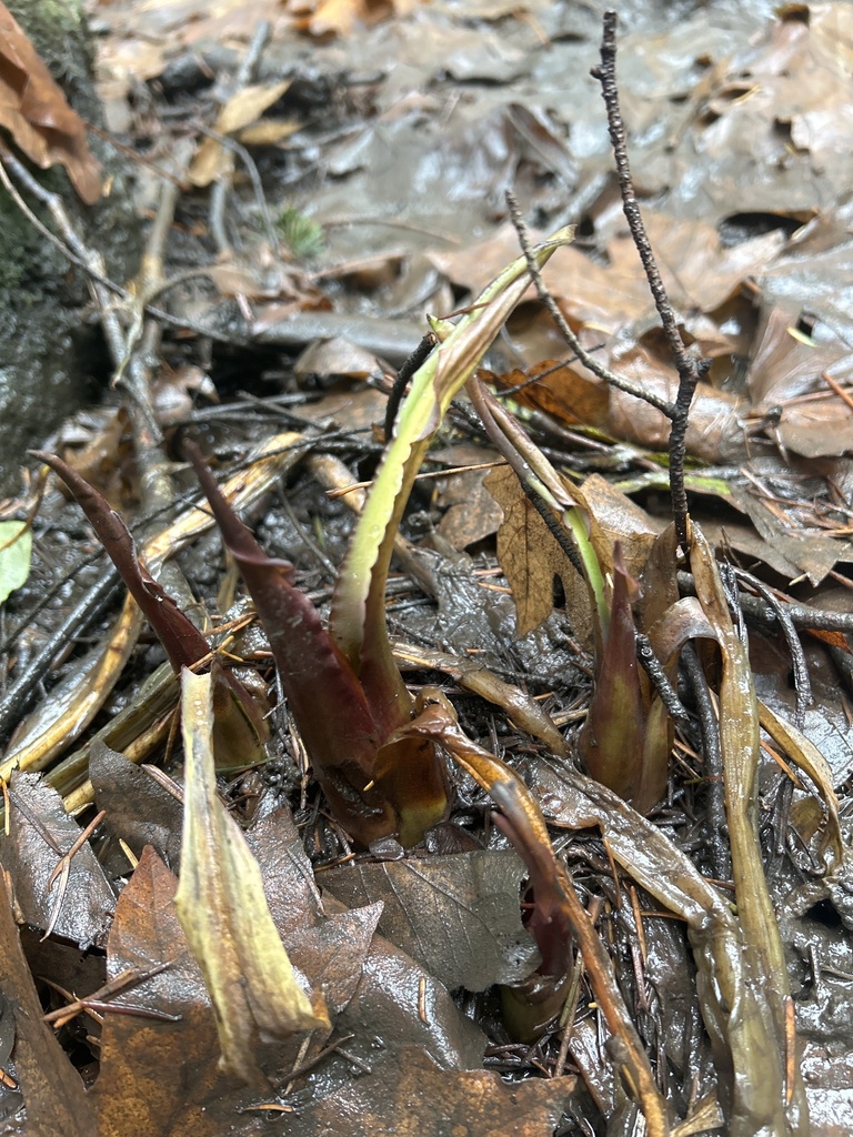 Orontioideae from Mystic Vale, Oak Bay, BC, CA on December 5, 2023 at ...