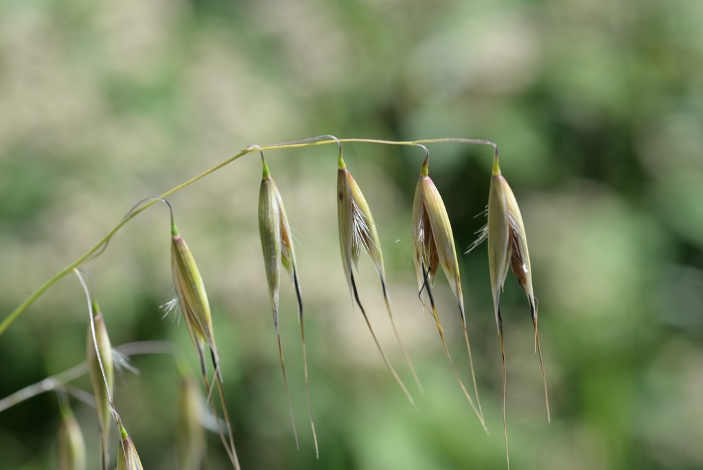 wild oat (New Year, New Growth at Arastradero Preserve) · iNaturalist