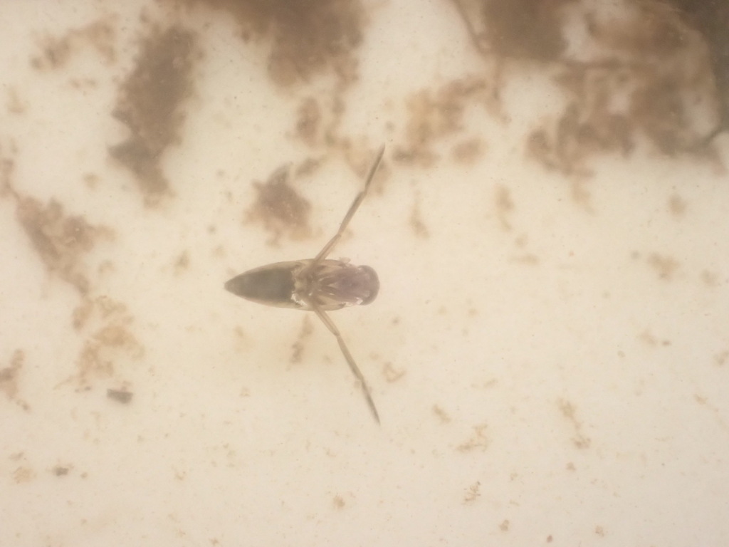Common Backswimmers from Rawhitiroa, New Zealand on December 4, 2023 at ...
