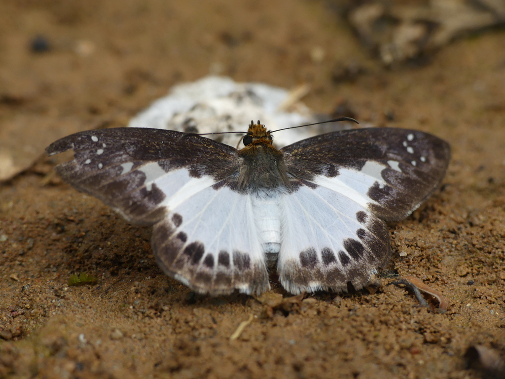 White-banded Flat from Meghalaya, India on March 15, 2019 at 01:53 AM ...