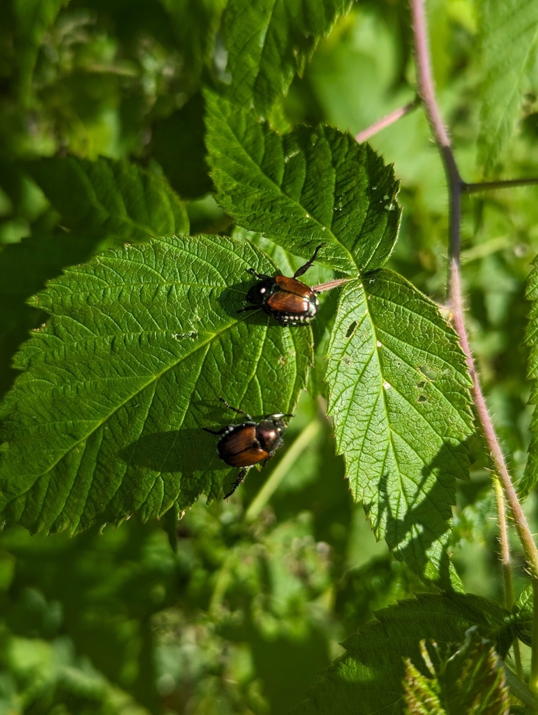 Japanese Beetle from Newport, NH 03773, USA on August 6, 2023 at 05:03 ...