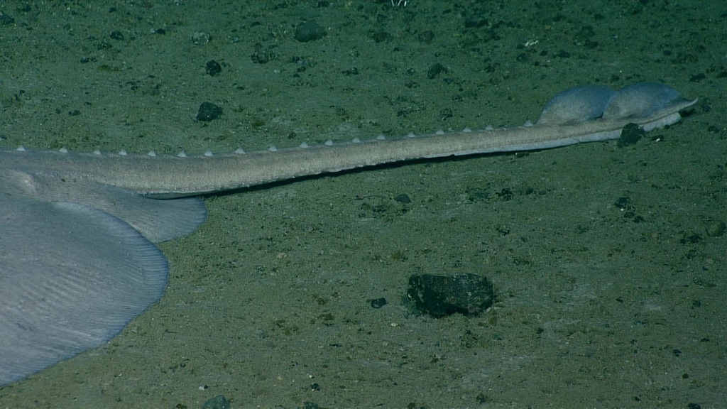 Abyssal Skate (NorthEast Pacific Deep Exploration Project (a MLNEP ...