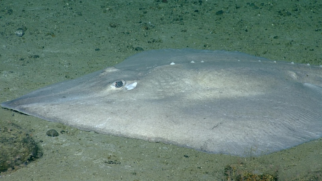 Abyssal Skate (NorthEast Pacific Deep Exploration Project (a MLNEP ...