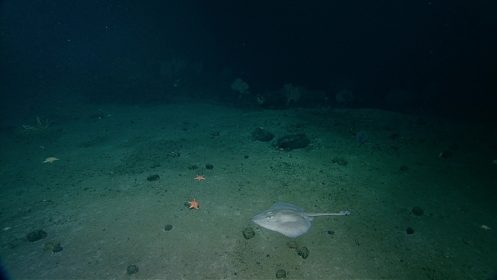 Abyssal Skate (NorthEast Pacific Deep Exploration Project (a MLNEP ...