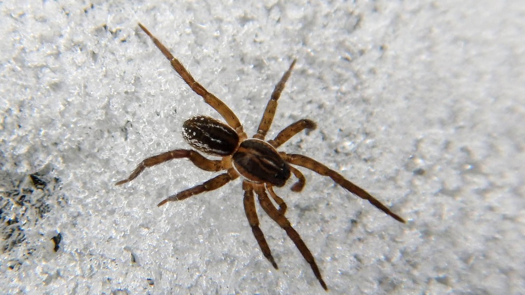 Pirate Otter Spider from Lake County, MN, USA on December 5, 2023 at 11 ...
