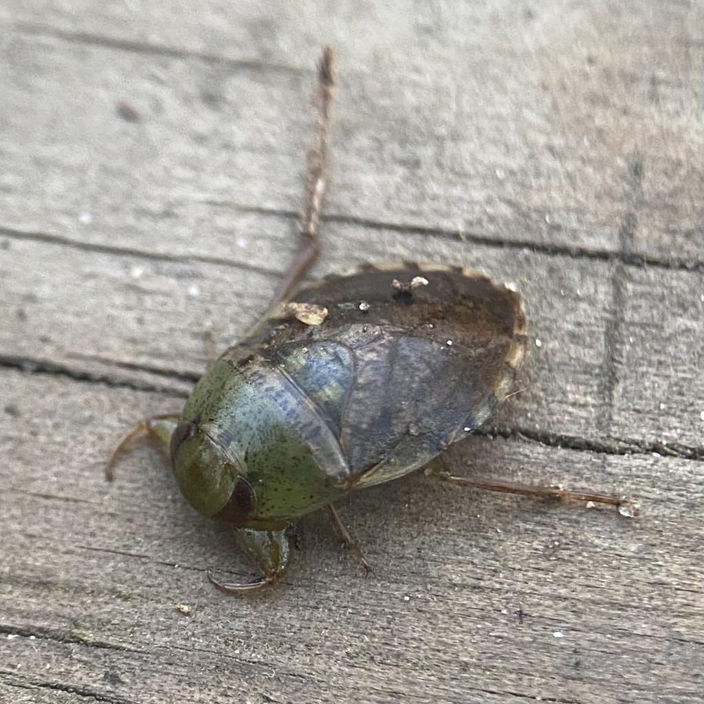 Alligator Fleas from Gatesville, NC, US on December 5, 2023 at 04:06 PM ...