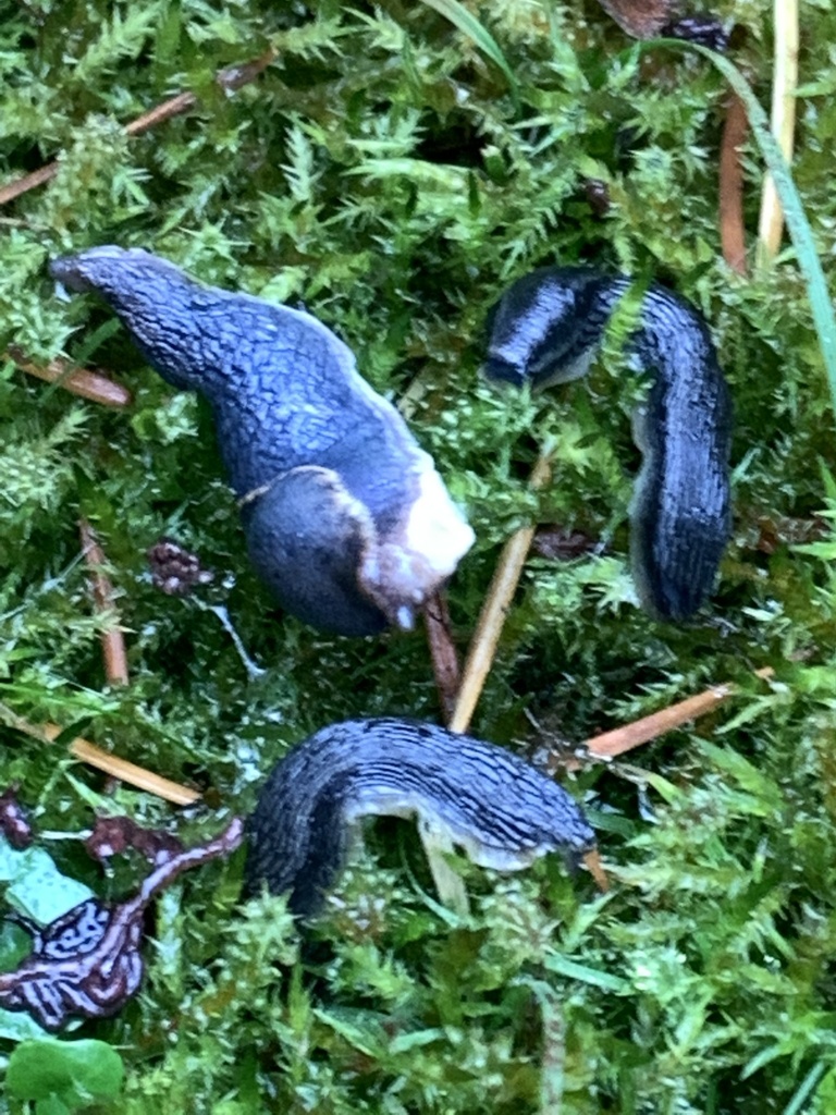 Taildropper Slugs from Nitobe Memorial Garden, Greater Vancouver, BC ...